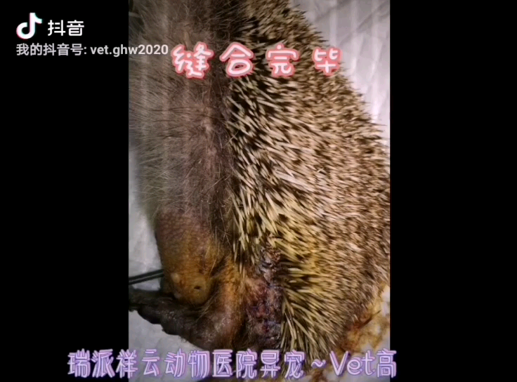 善待生命,让流浪动物与家养宠物同等对待