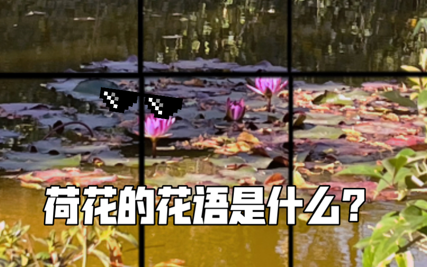 荷花的花语是什么?荷花的花语:清白、坚贞、纯洁、信仰、忠贞和爱情!...
