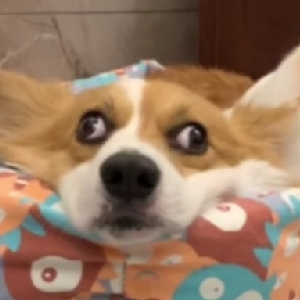 向往免费的小伙子 