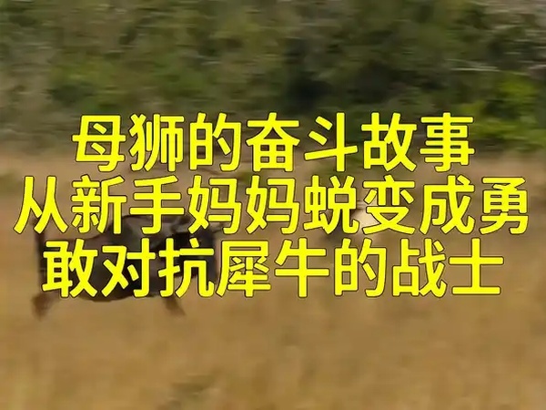 母狮的奋斗故事,从新手妈妈蜕变成勇敢对抗犀牛的战士
