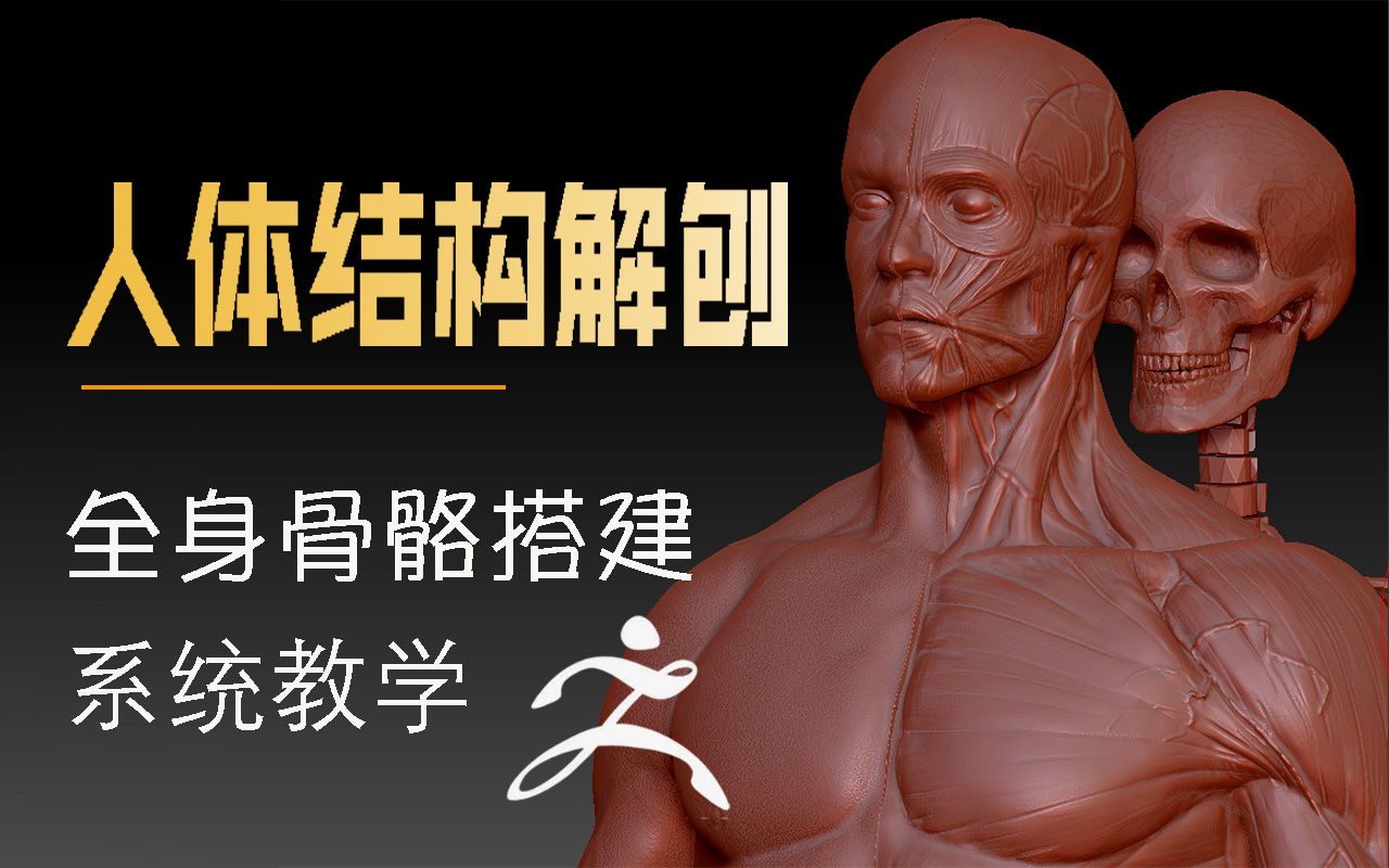 《人体结构解剖》 —— 骨骼,肌肉,人体从讲解到雕刻全系列教程