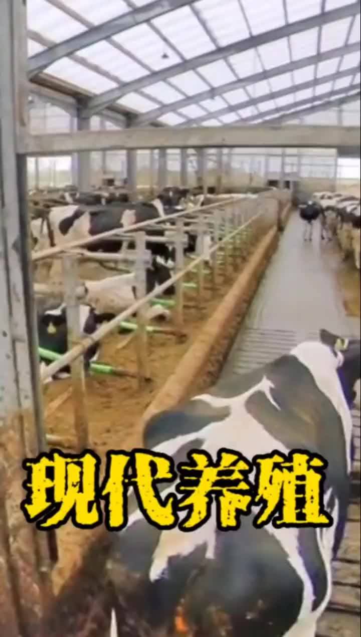 现代化奶牛养殖场#奶牛养殖#现代化养殖#现代化农业
