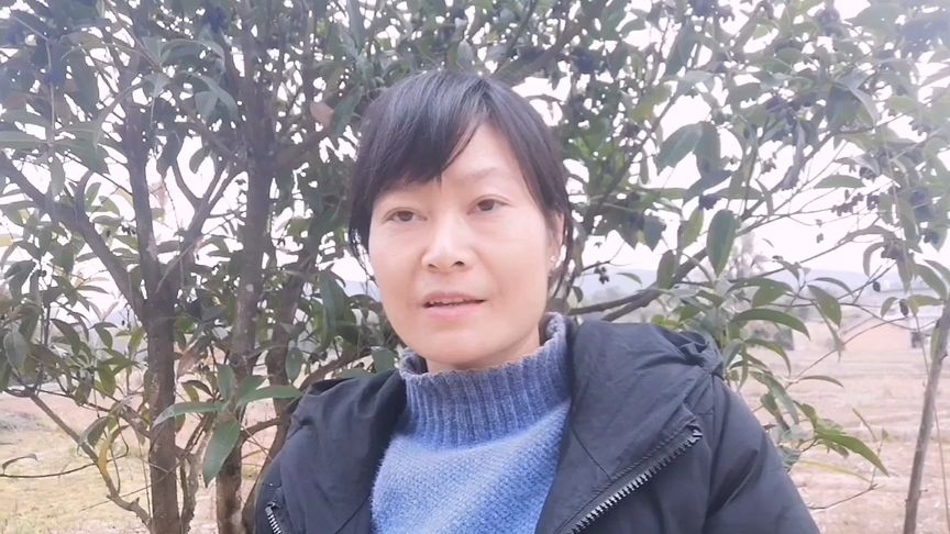 桂花年年看,很多人都没见过桂花籽,桂花籽的妙用可大了