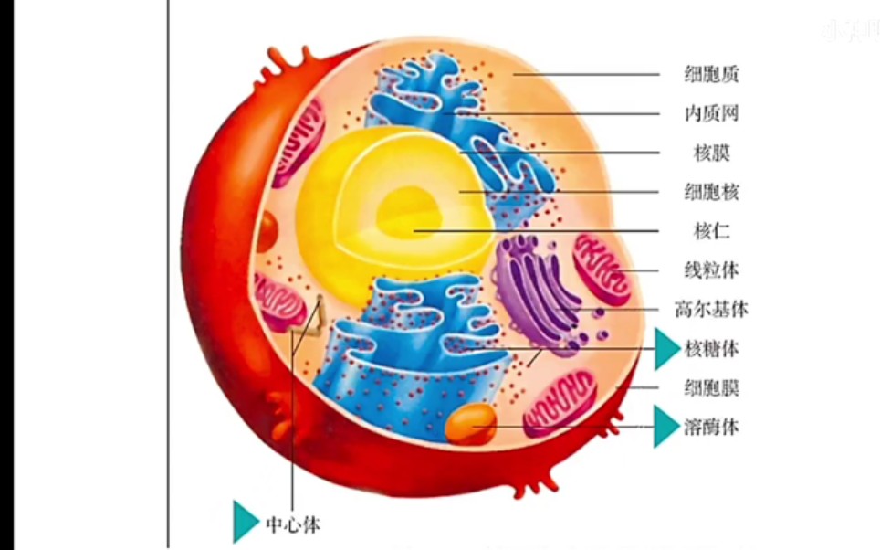 高一生物小组讲解——中心体