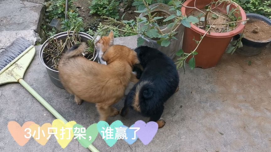 猫和狗打架过程中,竟用到了36计,太厉害了!