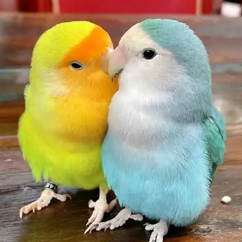 桃花仙工坊 