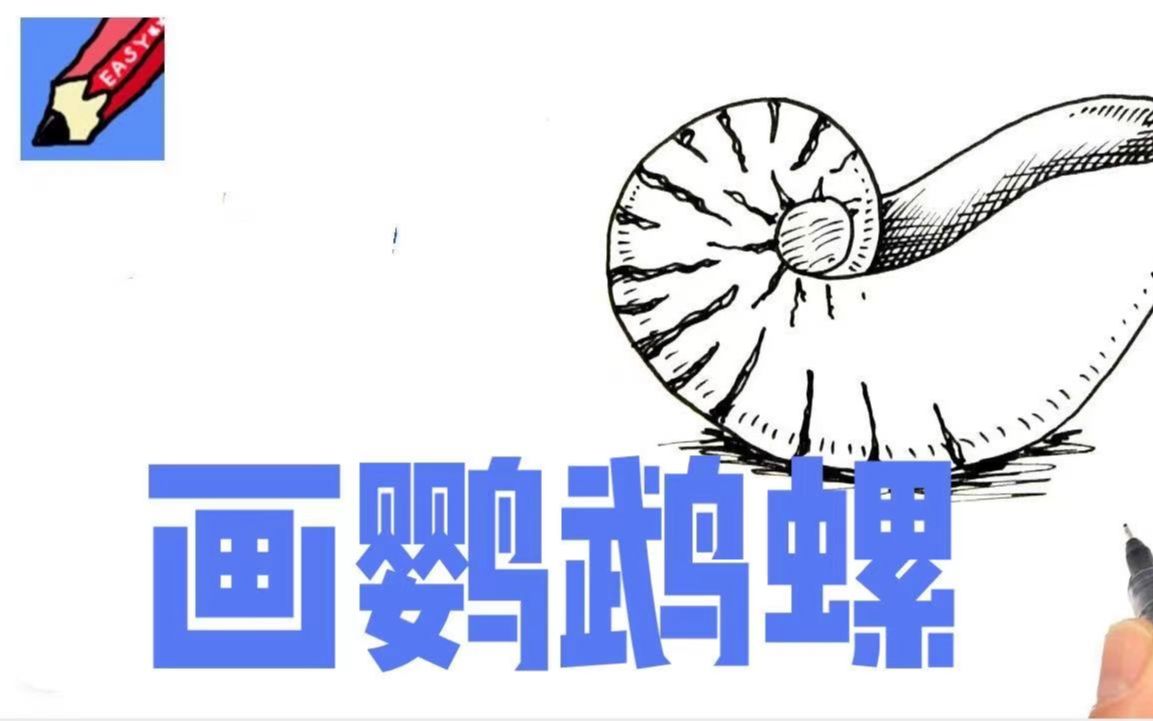 【教你速学简笔画】利用线条画鹦鹉螺的壳