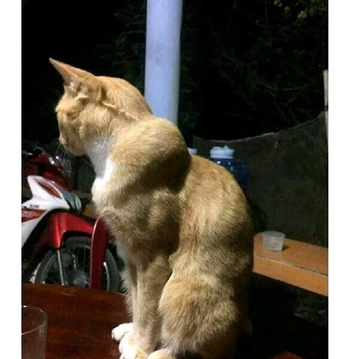 十里神 