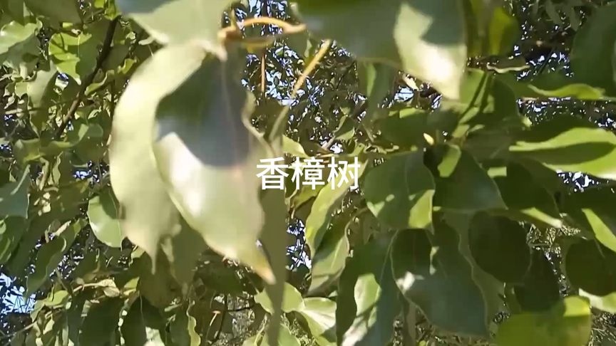 香樟树虽然普通,但药用妙处还真不少