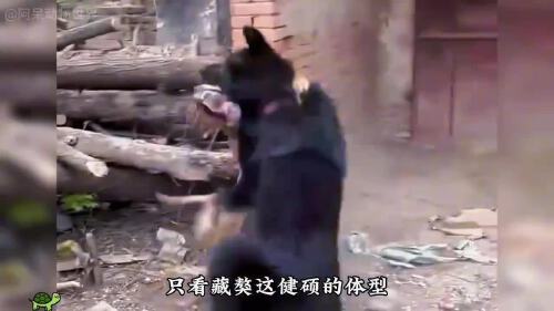 藏獒惨遭比特犬锁喉压制,激烈缠斗场面惊心动魄!