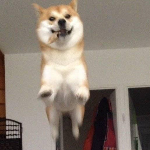 JibrDoge 