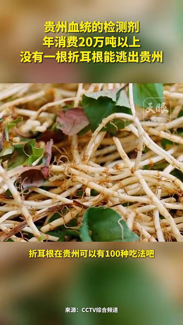 贵州血统的检测剂!年消费20万吨以上,没有一根折耳根能逃出贵州(来源...
