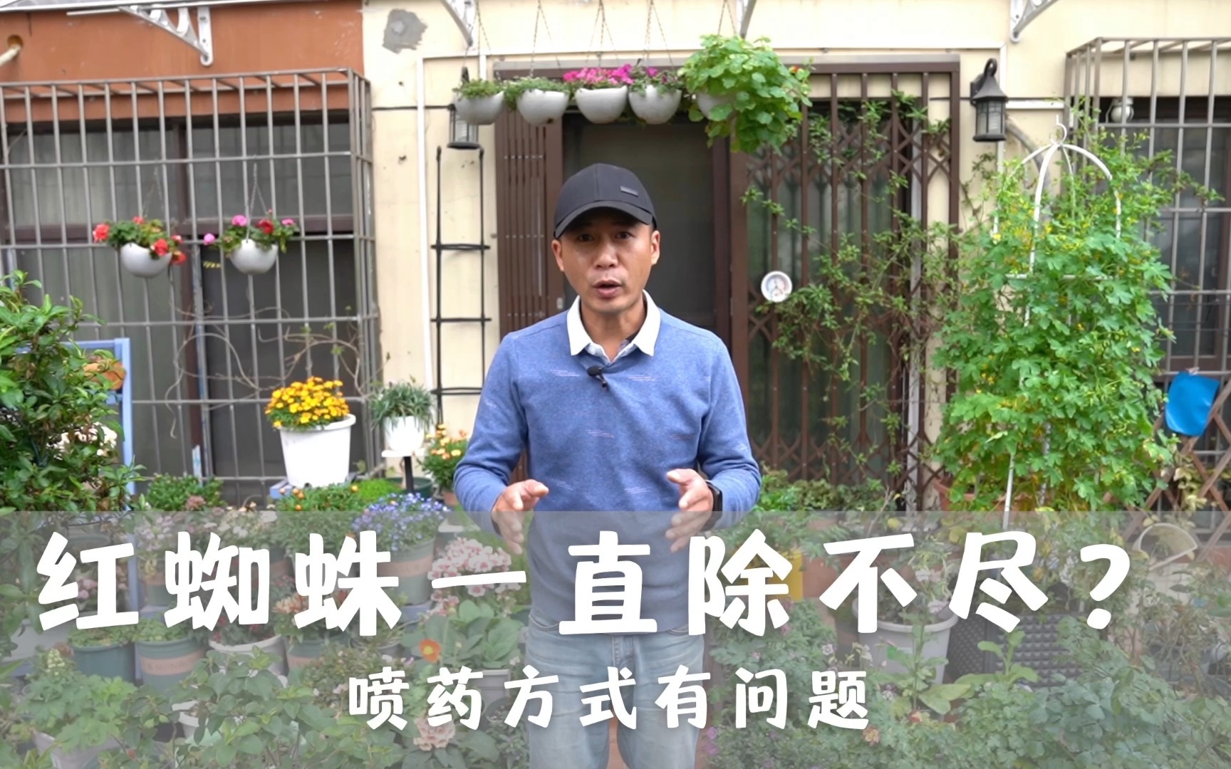 红蜘蛛一直除不尽?那是你的喷药方式有问题,教你彻底根除红蜘蛛