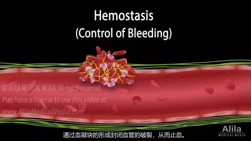 止血过程:“血小板栓子”的形成以及“凝血级联反应”的激活途径