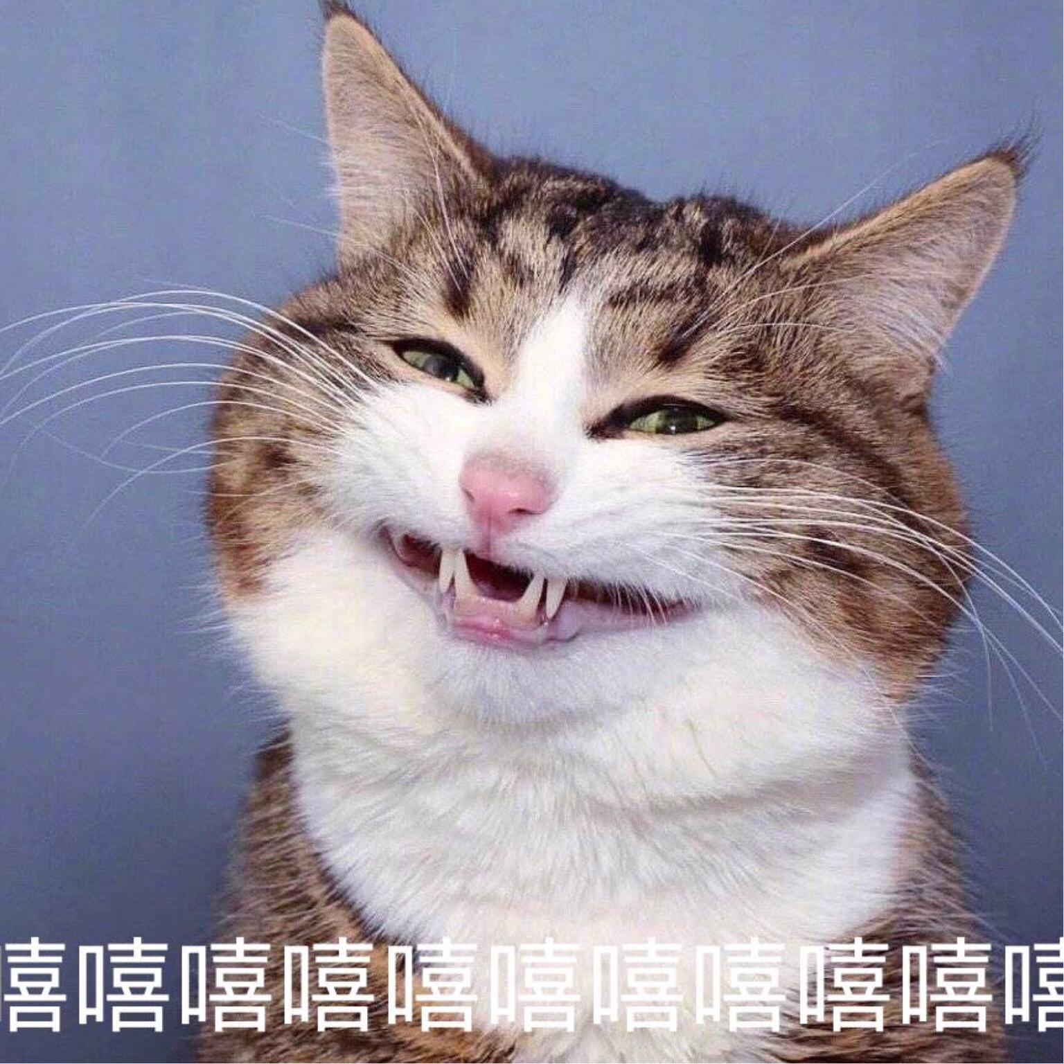 来一颗橘子 