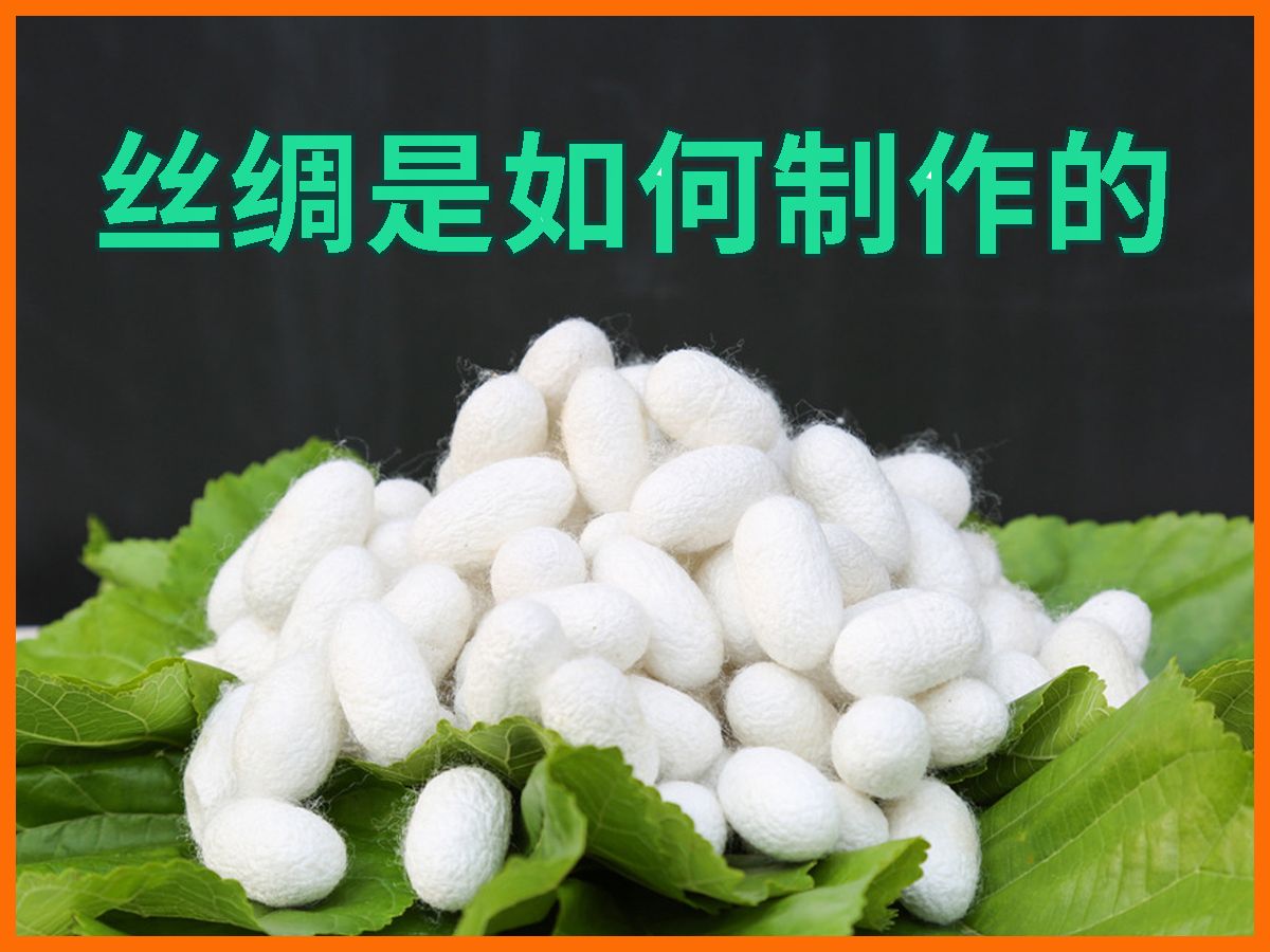 蚕丝是如何一步步变成丝绸的？这是视频带你了解全过程