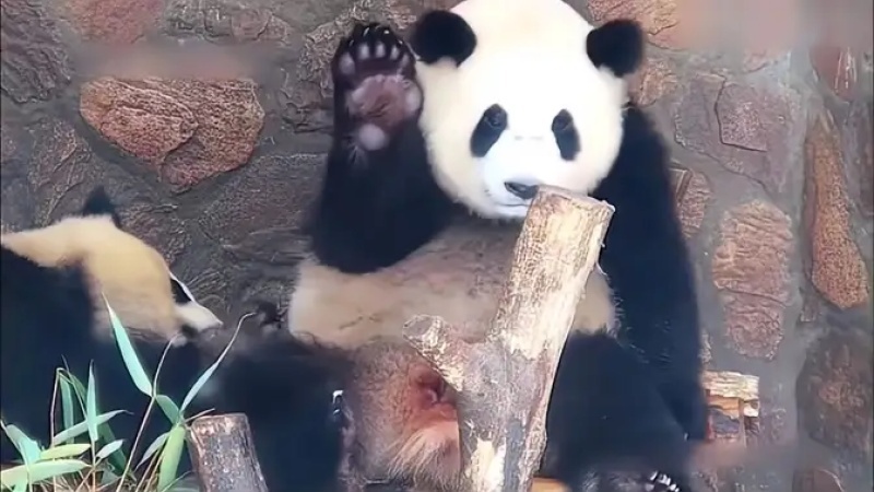 可爱的大熊猫，圆滚滚憨态可掬