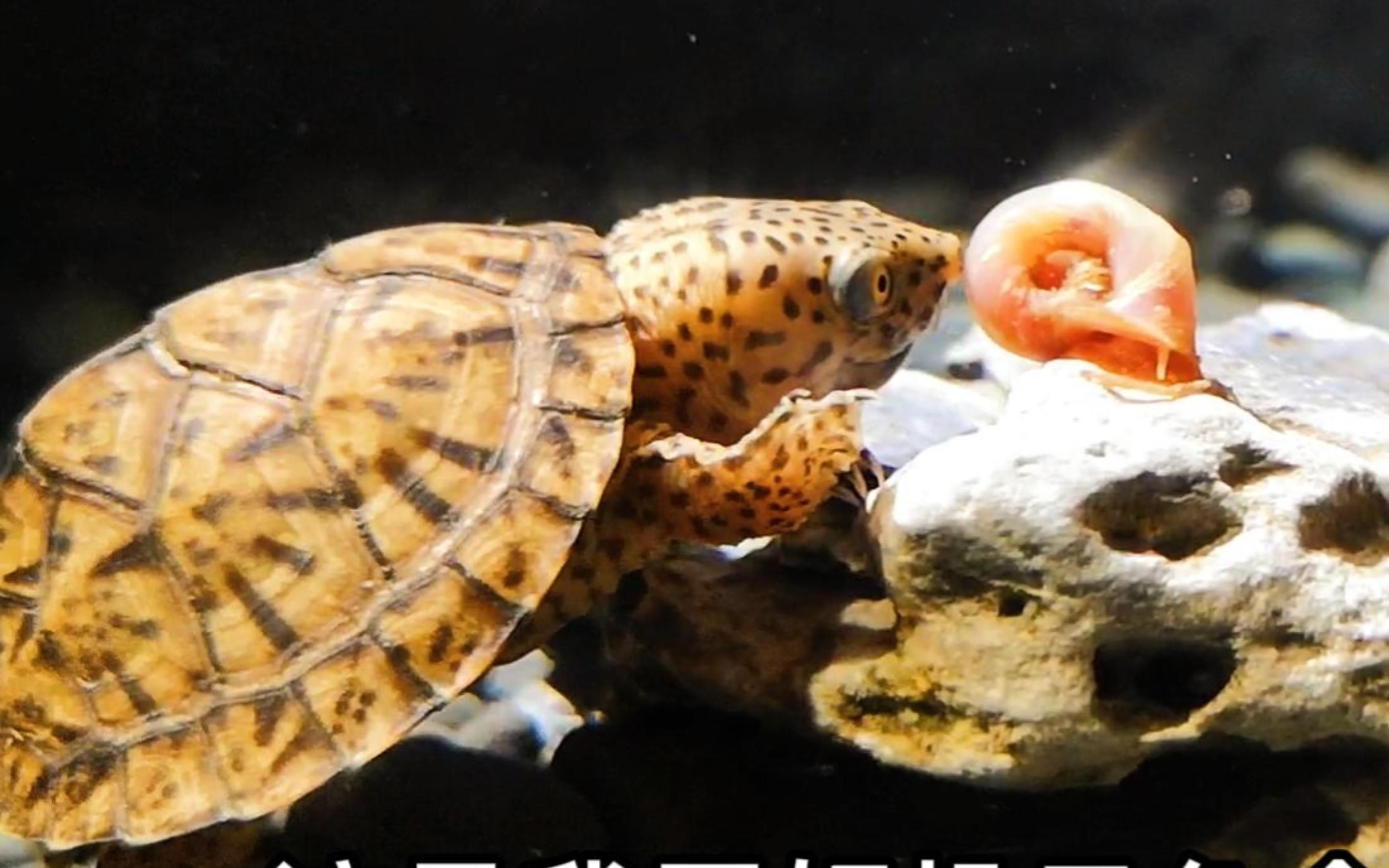 巨头小龟缸简单造景,分享弱苗的饲养方法