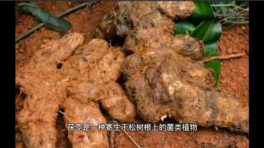 茯苓的功效与作用