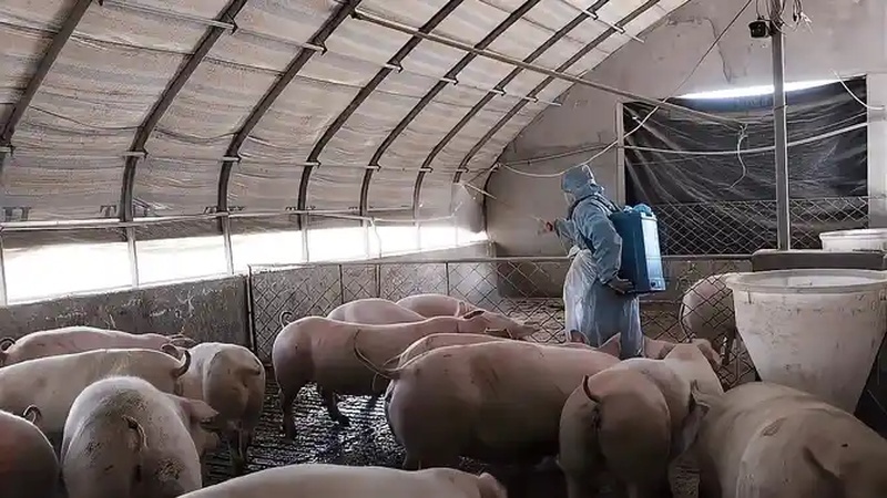 消毒蔬菜与生物安全矛盾:猪场防非措施引发的员工健康危机