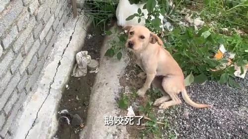 小伙从屠宰场救回来收养的狗狗,把村民家的4只鹅咬死了,气哭了