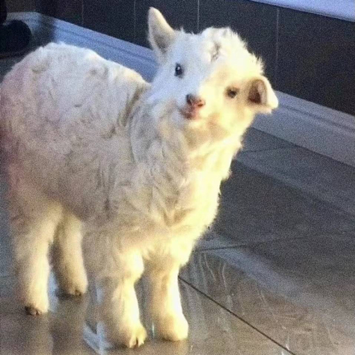 _Gv_ 