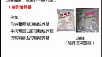 细菌和真菌的分布(1)