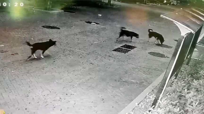 深圳一业主遛狗不牵绳,邻居家爱猫被狗咬死,狗主人这样说