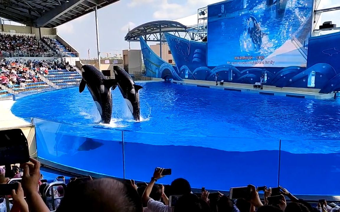 【上海海昌海洋公园】虎鲸、海狮、海豚、企鹅、美人鱼、北极熊,...