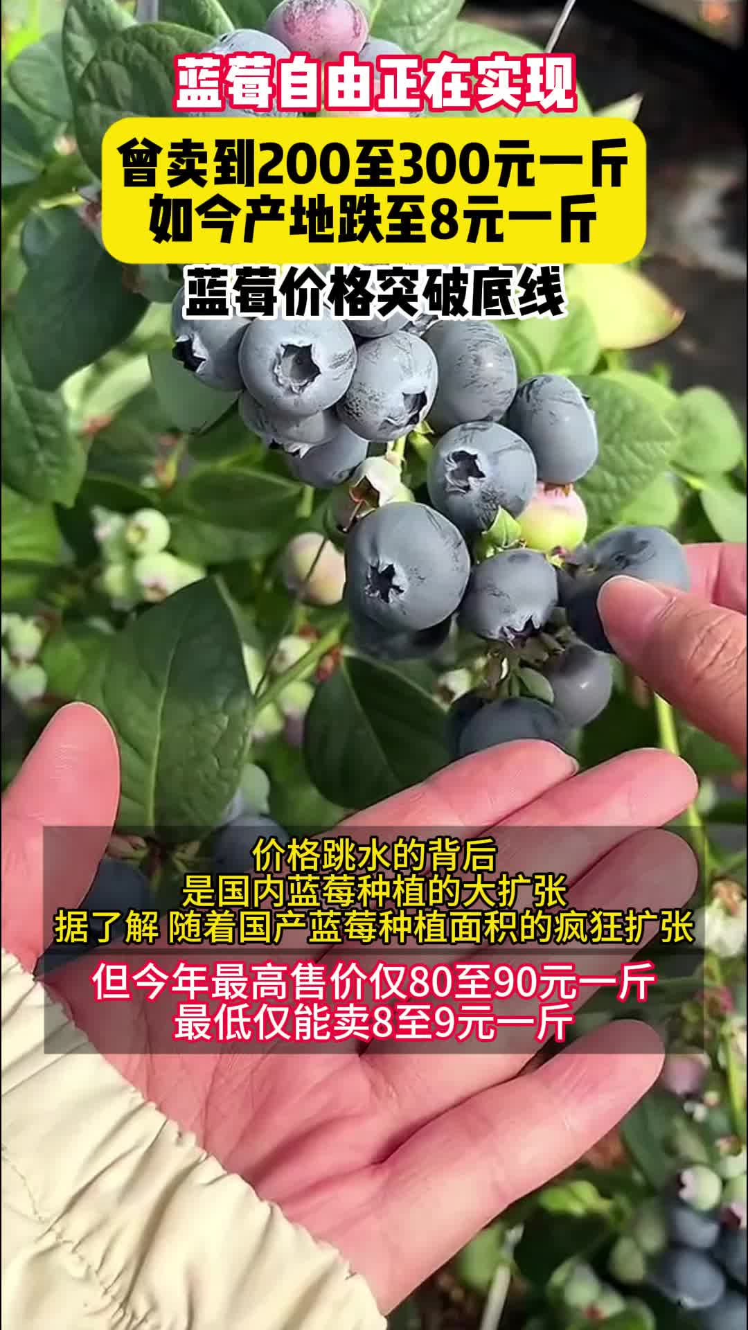 蓝莓价格跳水的原因是什么