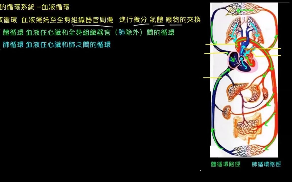 人体的循环系统--血液循环
