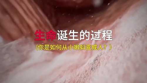 一次性看完生命诞生的完整过程生命的孕育真的很神奇
