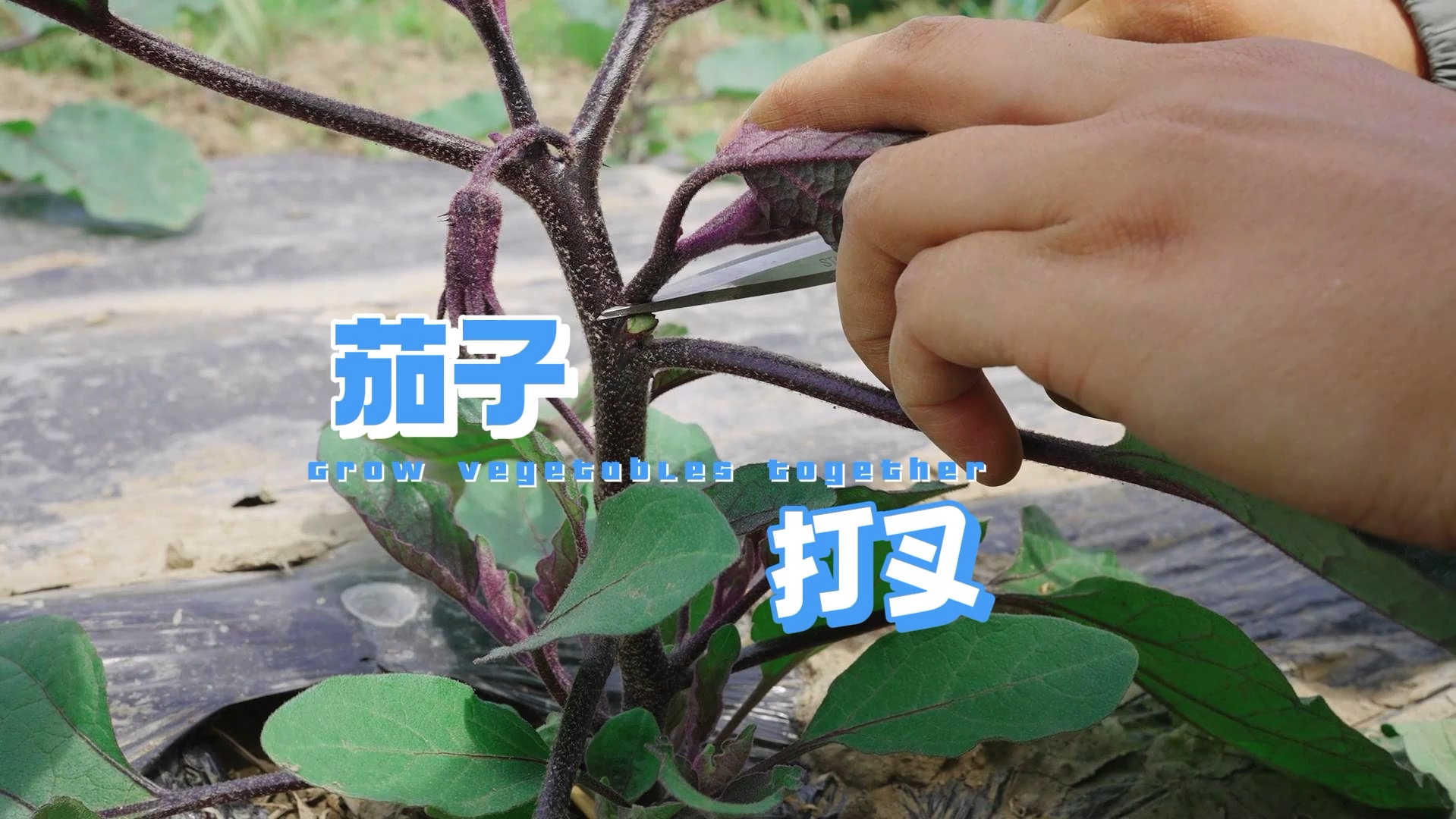茄子打叉的方法是什么?茄子什么时候需要打叉?