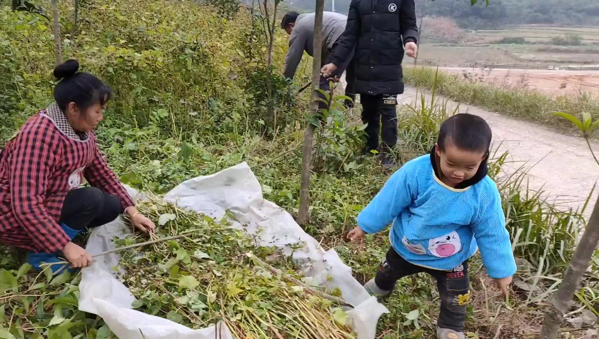 小小爱:苦荞麦用处多多,你知道吗?