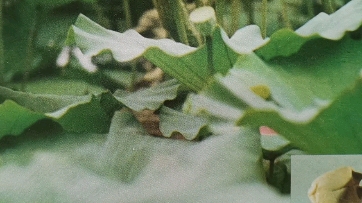 ...叶高出水面,粉绿色。叶柄有刺毛。花单生于花梗顶端,红色,粉红色或...