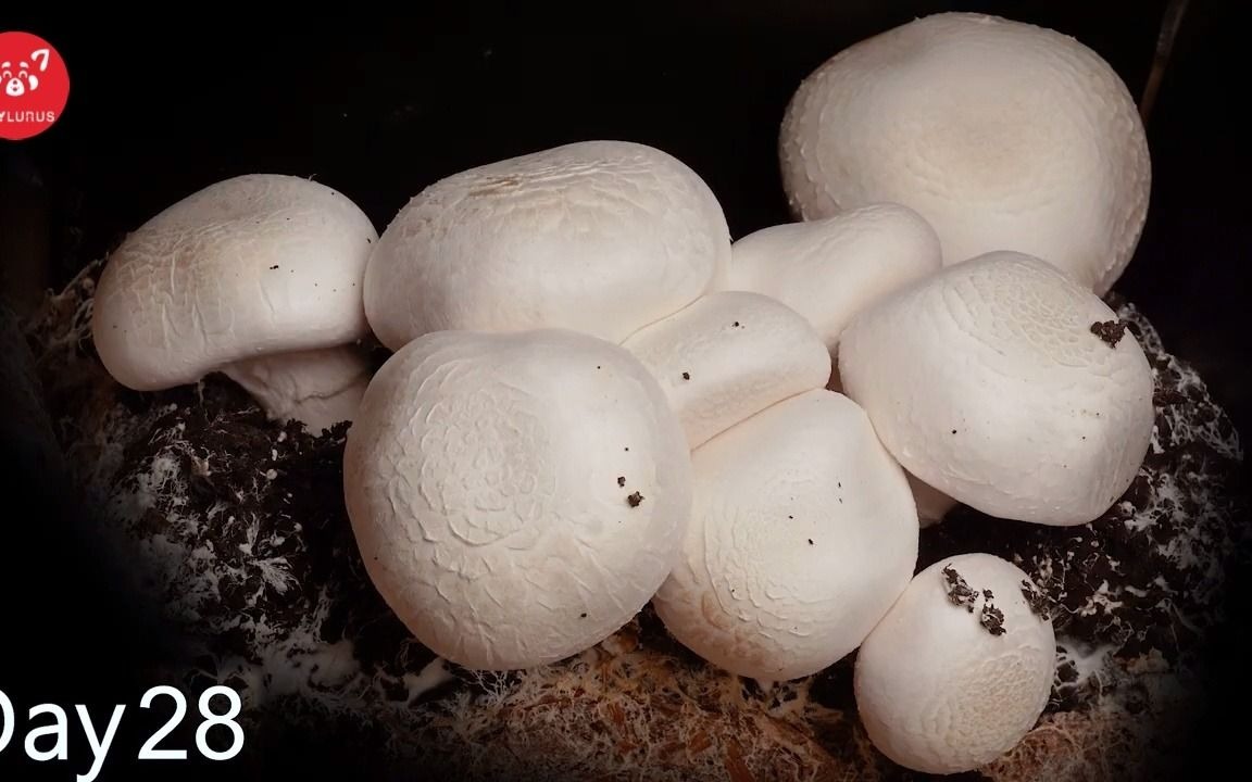 【延时摄影】记录蘑菇30天的生长过程