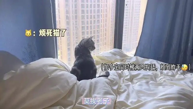 毕业论文初稿完成,迎来了难得的惬意时光