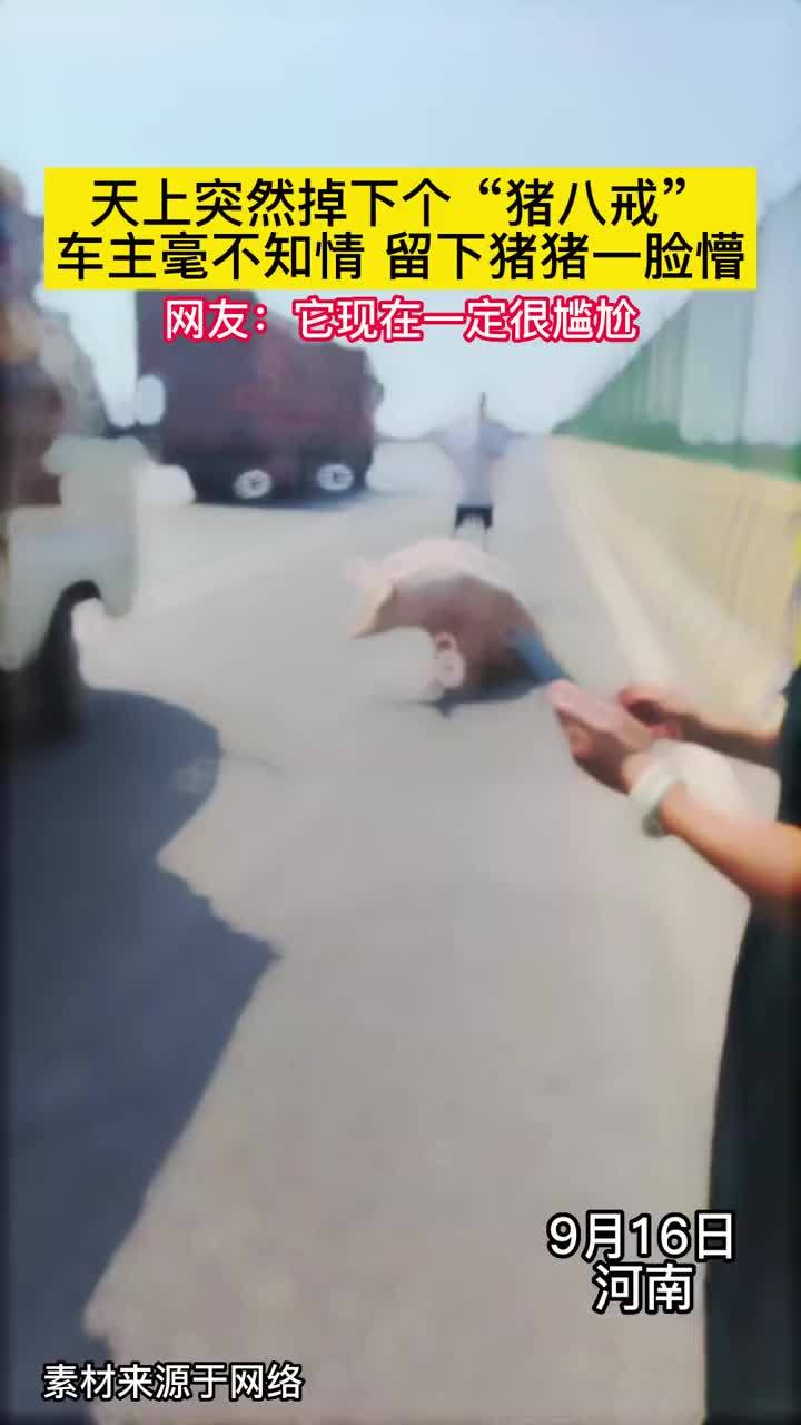 天上突然掉下个"猪八戒",车主毫不知情,留下猪猪一脸懵