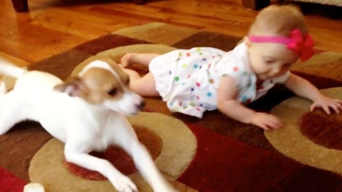 宝宝学不会爬行，狗狗着急，拖着小腿示范起来，看完心都暖化了!