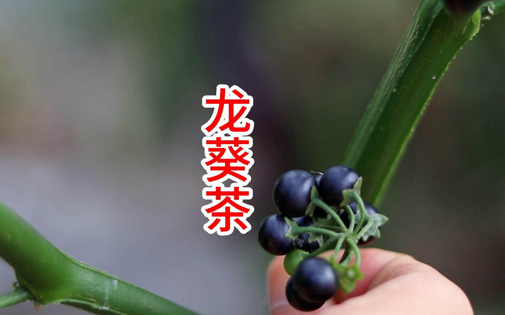 龙葵的好处被不断的挖掘利用,今天免费分享龙葵茶的制作方法