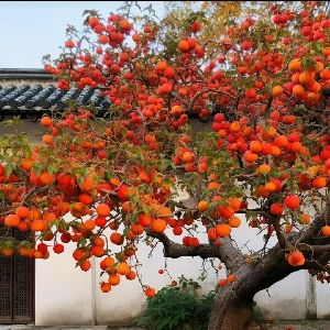 称心如意2024 