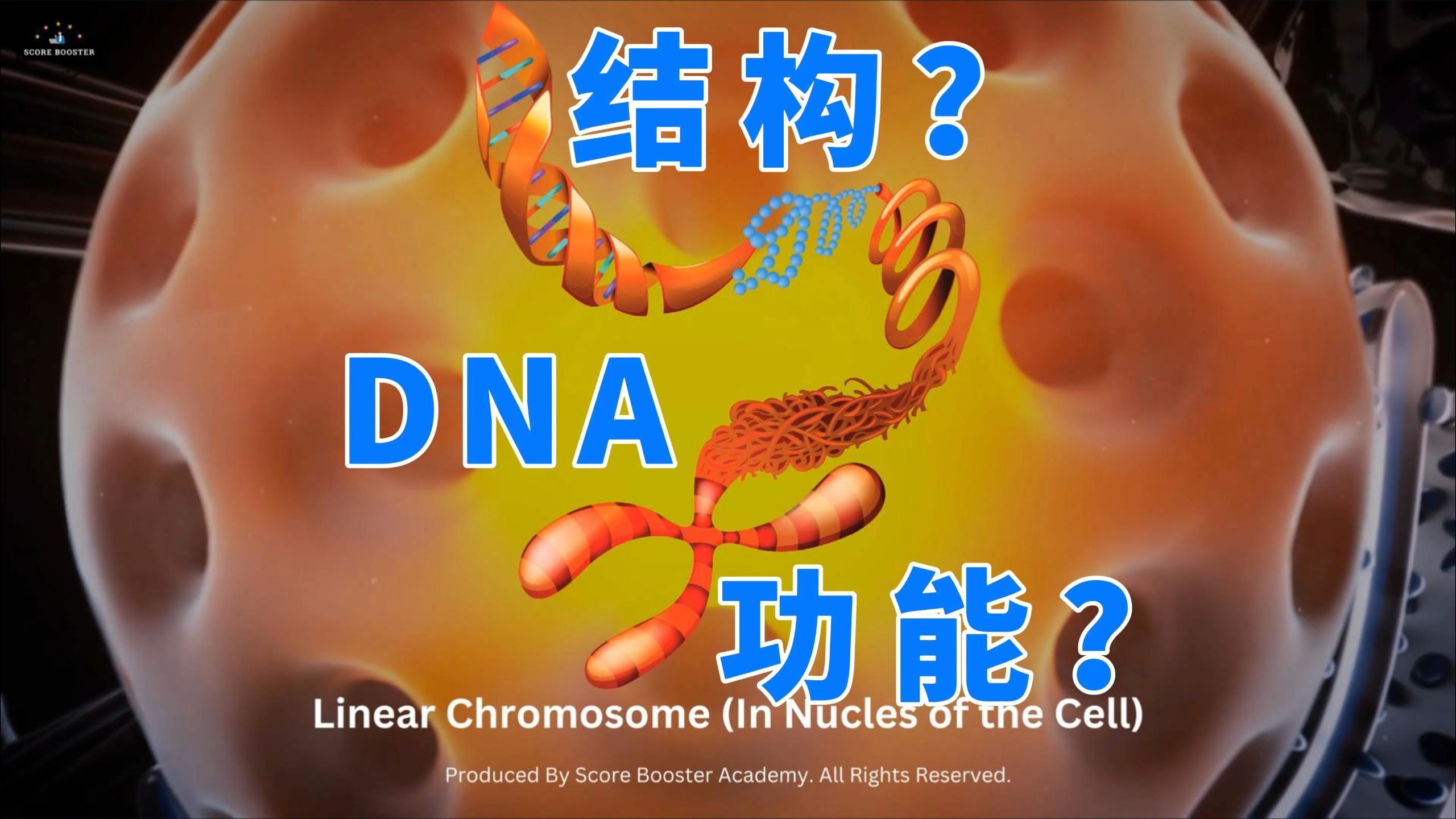 遗传信息的携带者:DNA的结构与功能