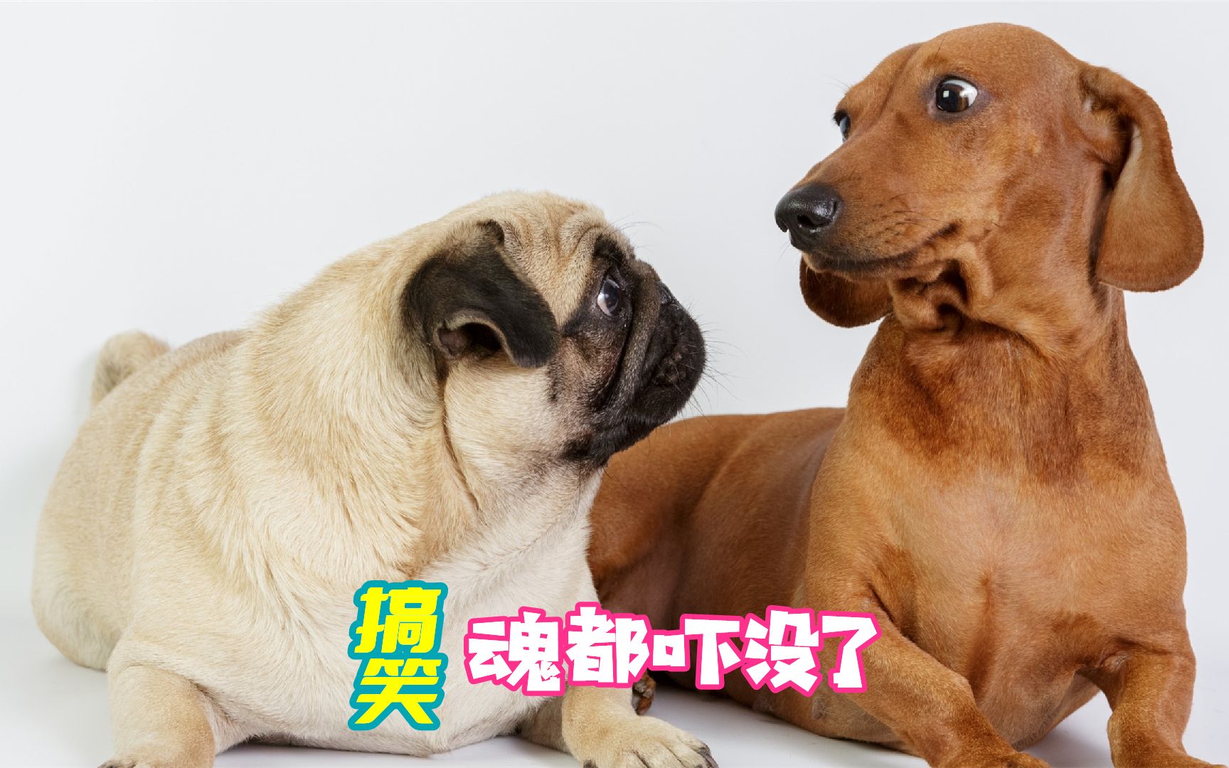 快乐搞笑狗狗日常记录视频,可爱萌宠狗子的迷惑行为,家有宠物爆笑的...