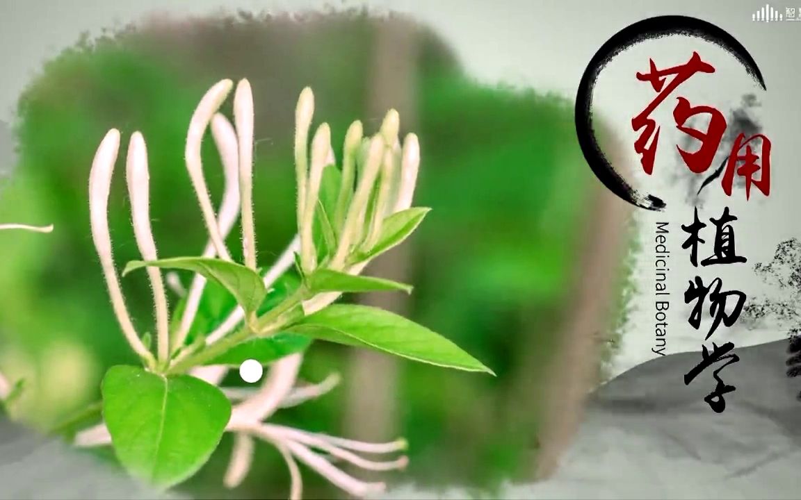 【广东药科大学】药用植物学