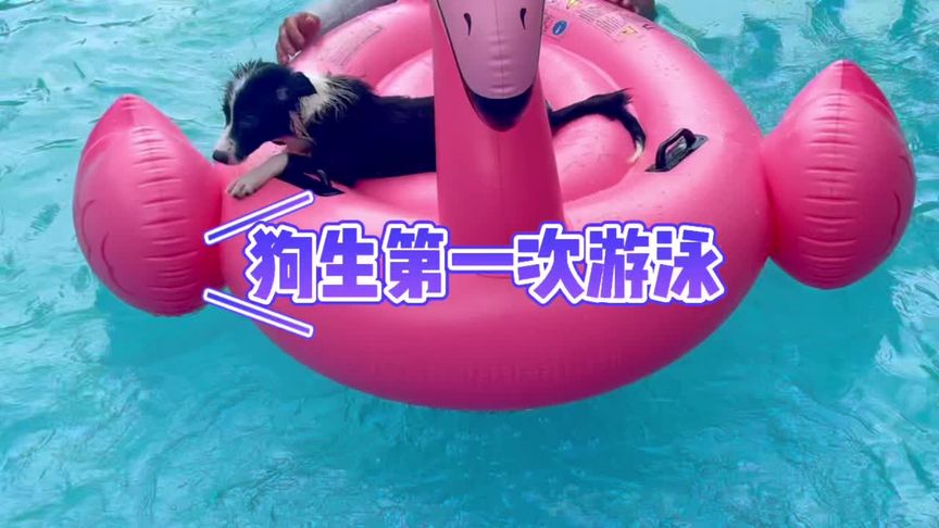 狗生第一次游泳#狗狗游泳 #宠物游泳 #玩水的季节
