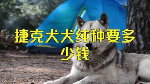 捷克纯种犬价格大揭秘!万元起步,这些因素决定你的爱犬价值