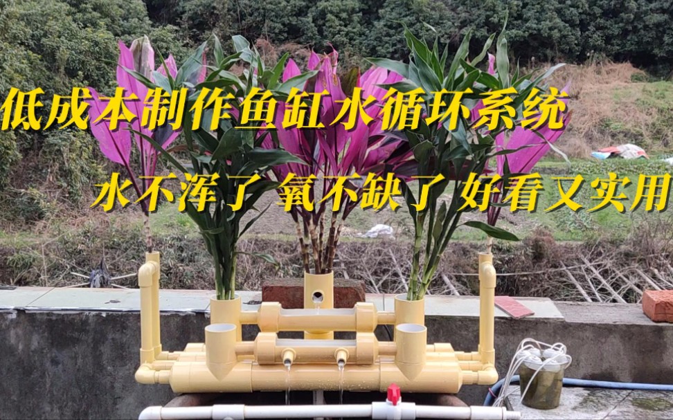 太有创意了,小伙用PVC管制作鱼缸水循环过滤系统,插上花花草草简直...