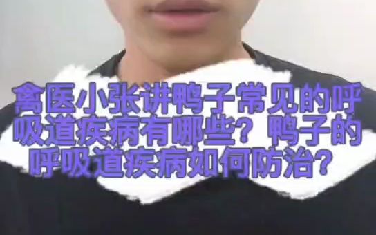禽医小张讲鸭子常见的呼吸道疾病有哪些?鸭子的呼吸道疾病如何防治?...