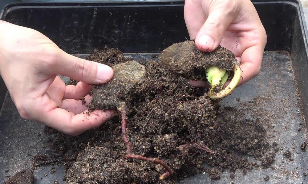 芒果苗移栽,先不要给它这样做,长芽后再做