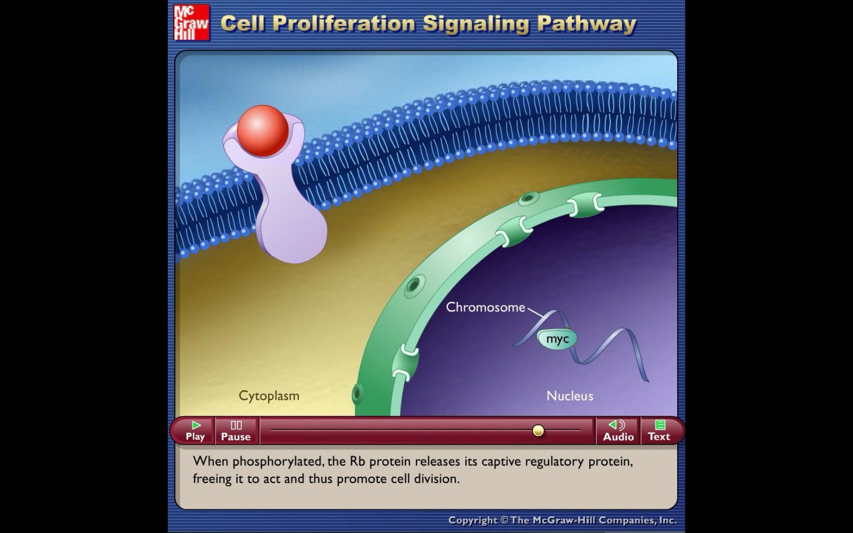 细胞增殖和信号通道-Cell Proliferation Signaling Pathway-动画